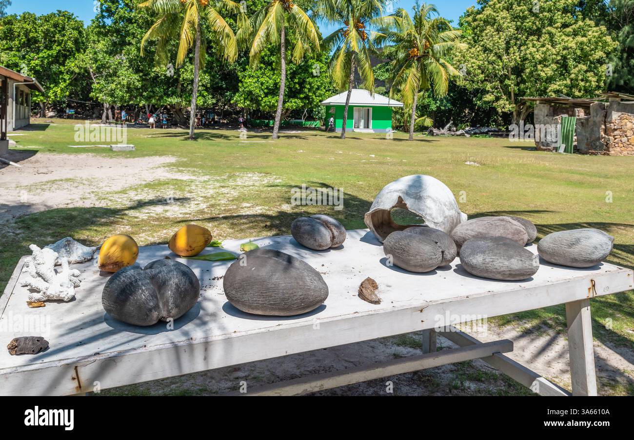 Seychelles nut hi-res stock photography and images - Alamy