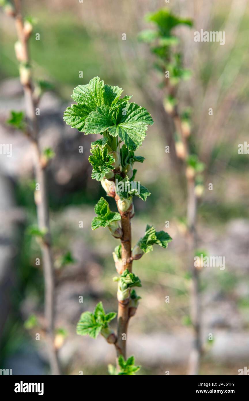 General stock - gardening. Blackcurrant Ribes nigrum spring foliage ...