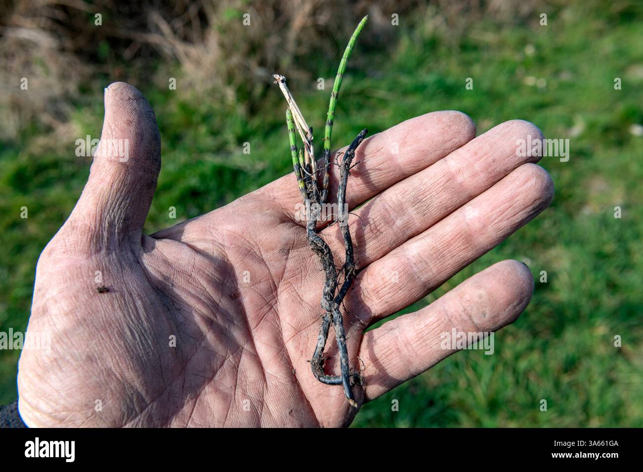 General stock - gardening. Equisetum / horsetail roots. Horsetail is a ...