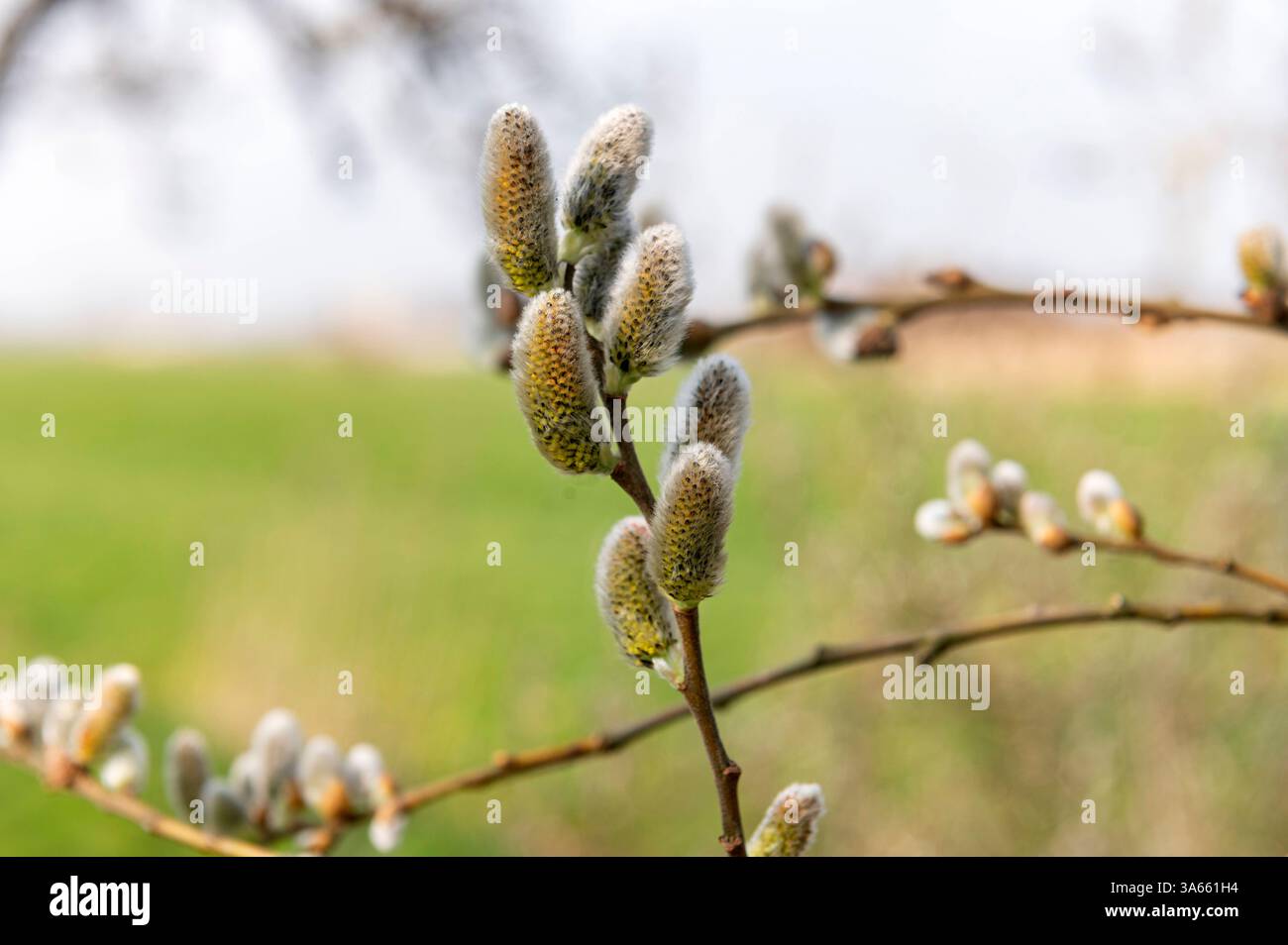 General stock - gardening. Spring catkin or ament spikes on a tree ...
