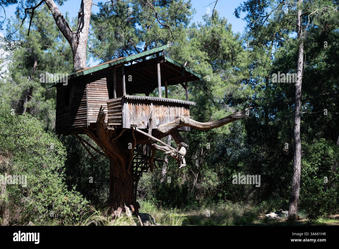 Small wooden house built on a tree in the forest Stock Photo - Alamy