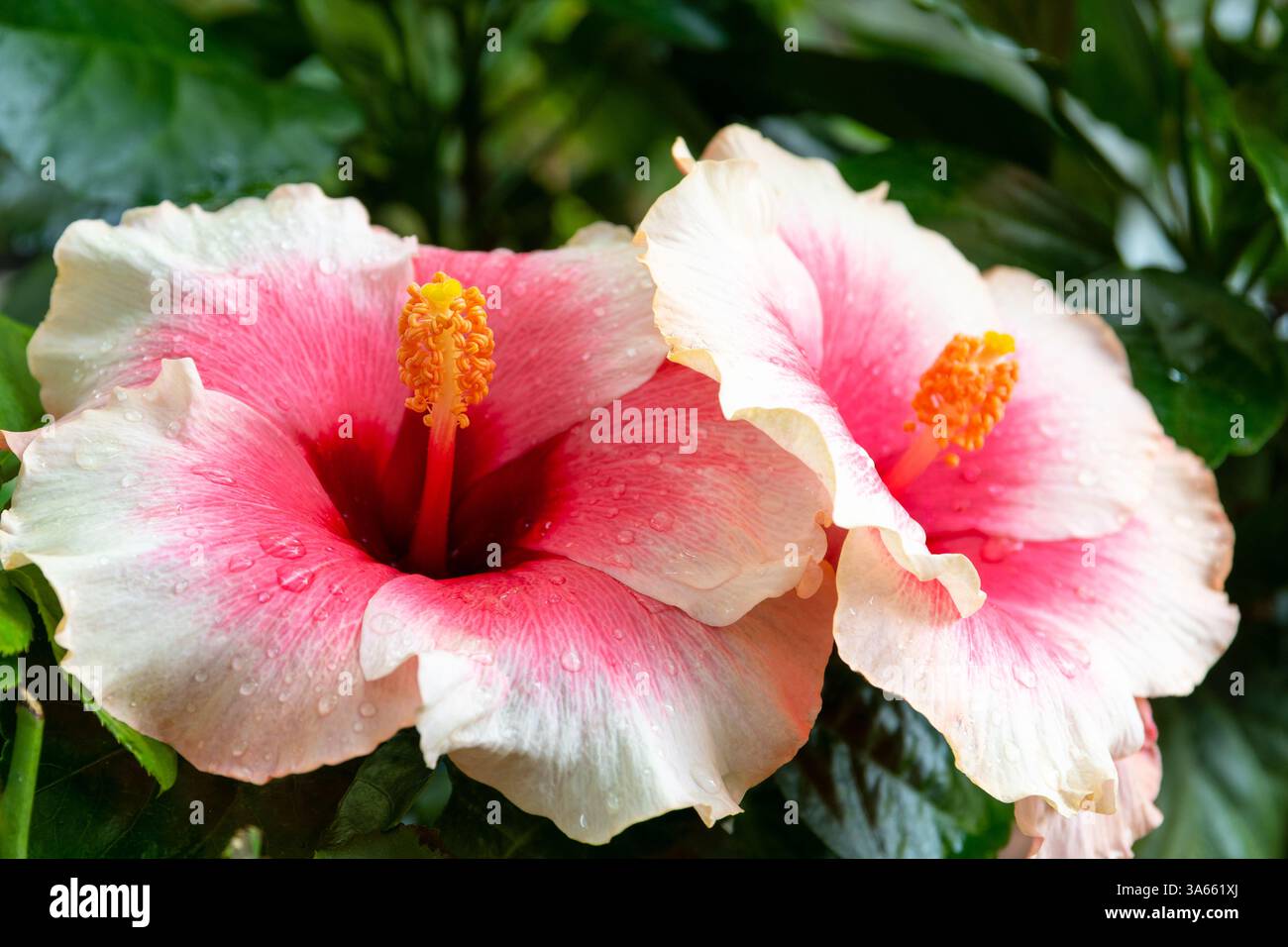 Hibiscus syriacus (rose of Sharon, Syrian ketmia, rose mallow, St ...