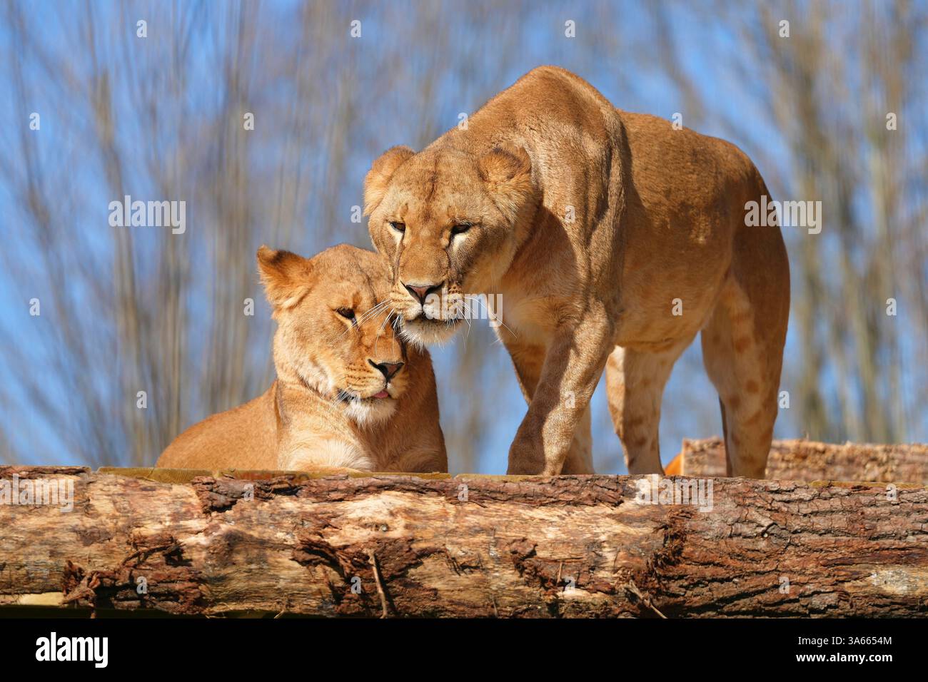 After being rescued from Ukraine, lion sisters Amani and Lira settle ...
