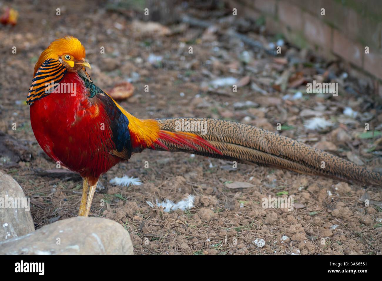 Golden Pheasant (Chrysolophus pictus) bird Stock Photo - Alamy