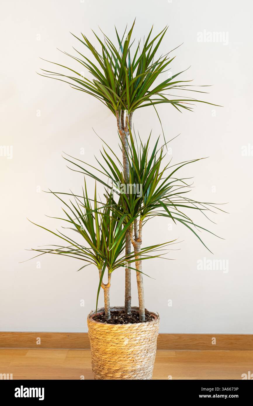 Dracaena marginata (Madagascar Dragon Tree, Red Edged Dracaena) plant ...