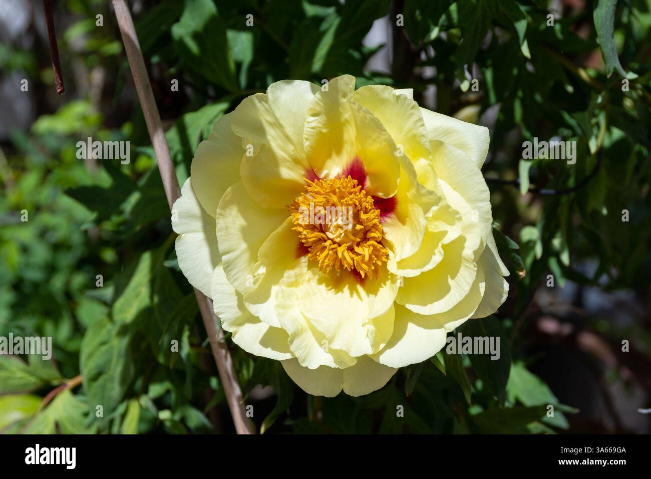 Paeonia Bartzella (Itoh peony) yellow Stock Photo - Alamy