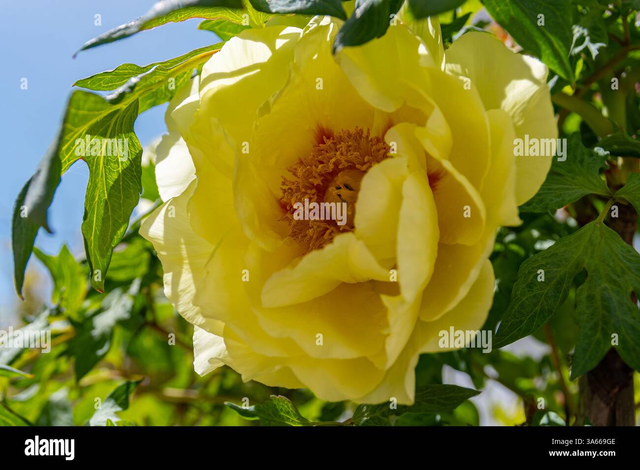 Paeonia Bartzella (Itoh peony) yellow Stock Photo - Alamy