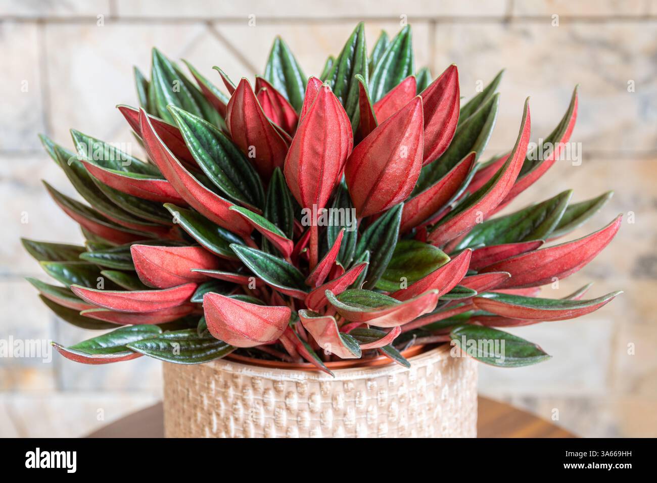 Peperomia caperata rosso variety in pot Stock Photo - Alamy