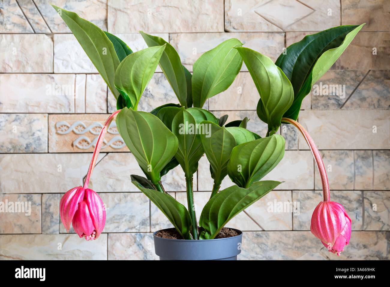 Medinilla magnifica (showy medinilla, rose grape, Philippine orchid ...