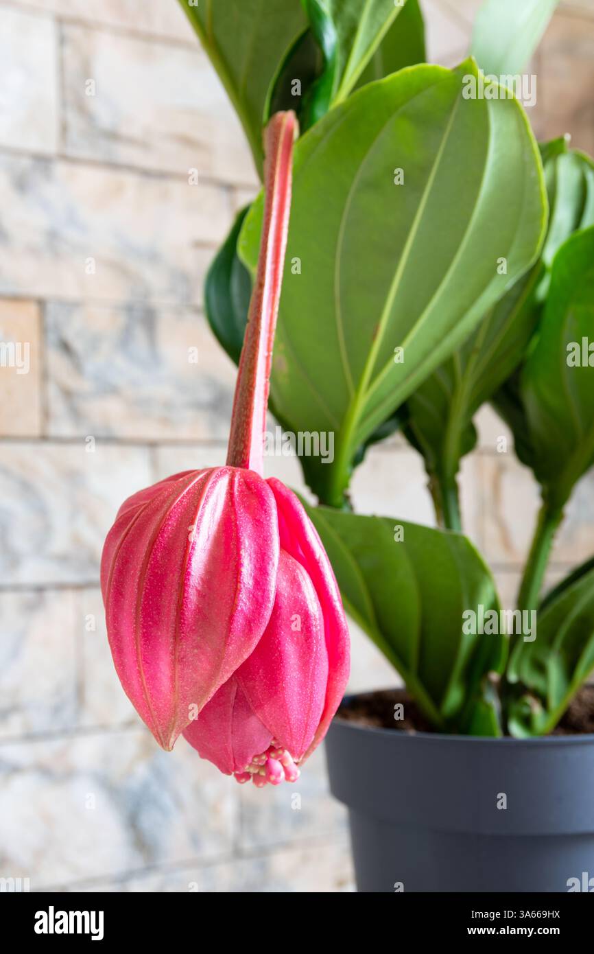 Medinilla magnifica (showy medinilla, rose grape, Philippine orchid ...