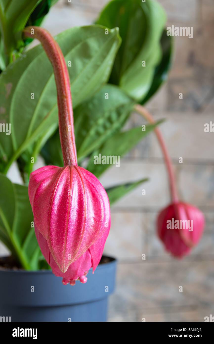 Medinilla magnifica (showy medinilla, rose grape, Philippine orchid ...