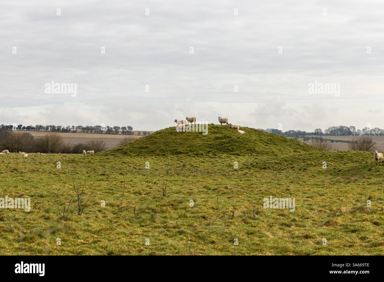 Round Barrow with sheep on top at The Ridgeway National Trail, Overton ...