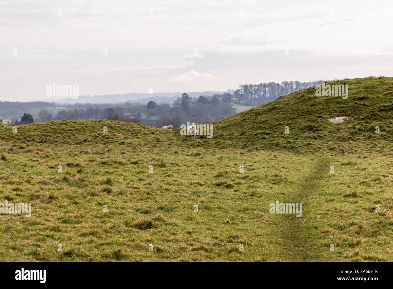 Round Barrows with sheep on top at The Ridgeway National Trail, Overton ...