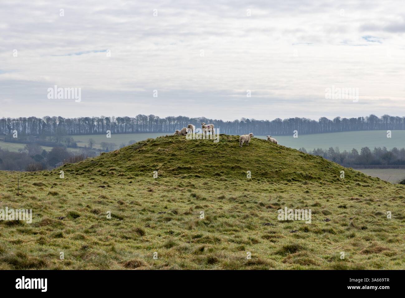 Round Barrow with sheep on top at The Ridgeway National Trail, Overton ...