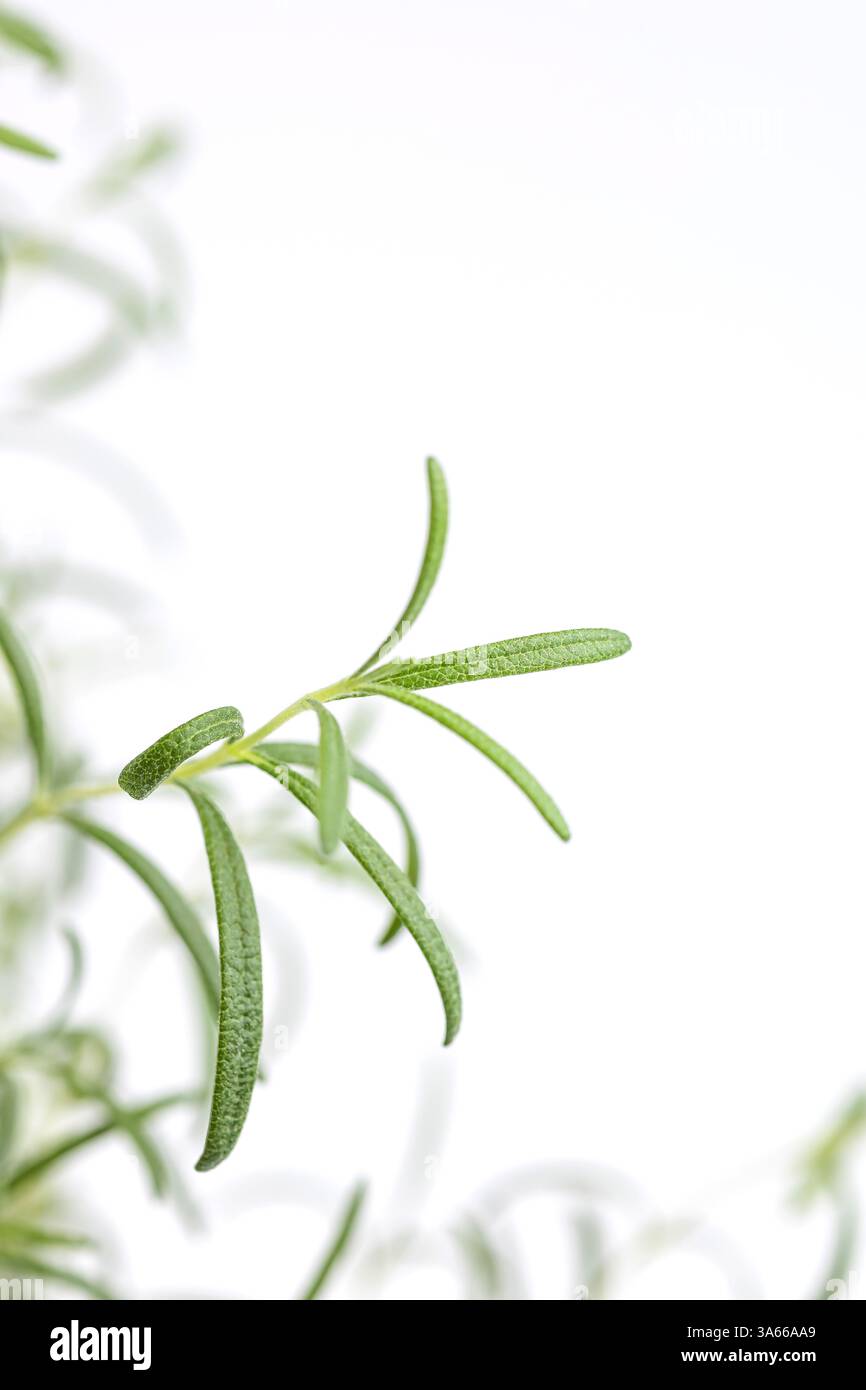 fresh sprig of young rosemary bush in a pot on white background Stock ...