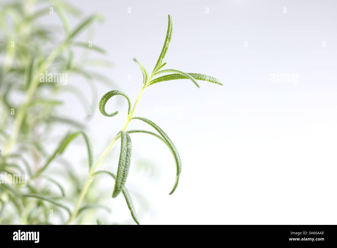 fresh sprig of young rosemary bush in a pot on white background Stock ...
