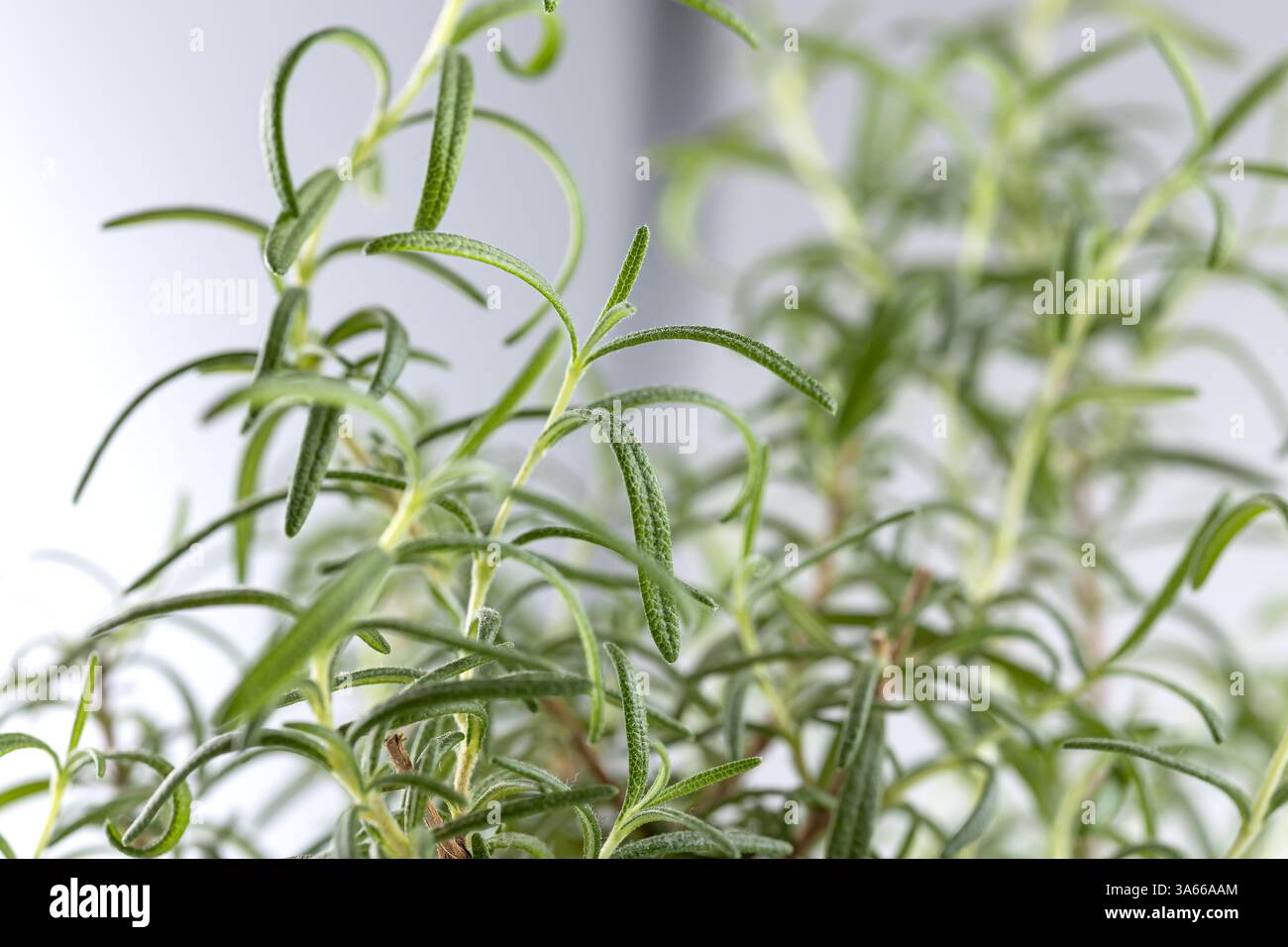 fresh sprig of young rosemary bush in a pot on white background Stock ...