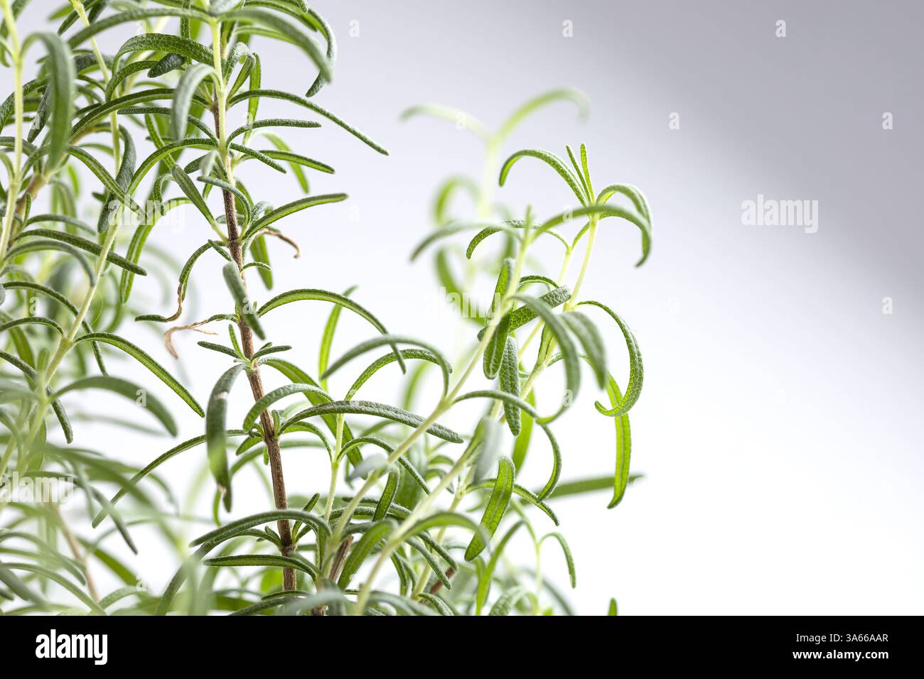 fresh sprig of young rosemary bush in a pot on white background Stock ...
