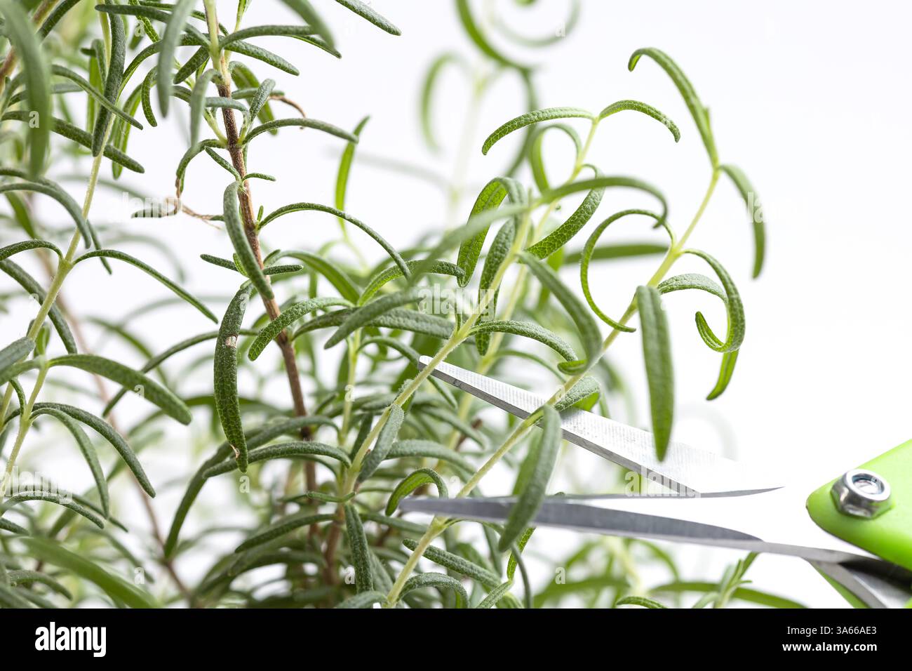 hands of young woman cutting rosemary sprig from bush in pot on white ...