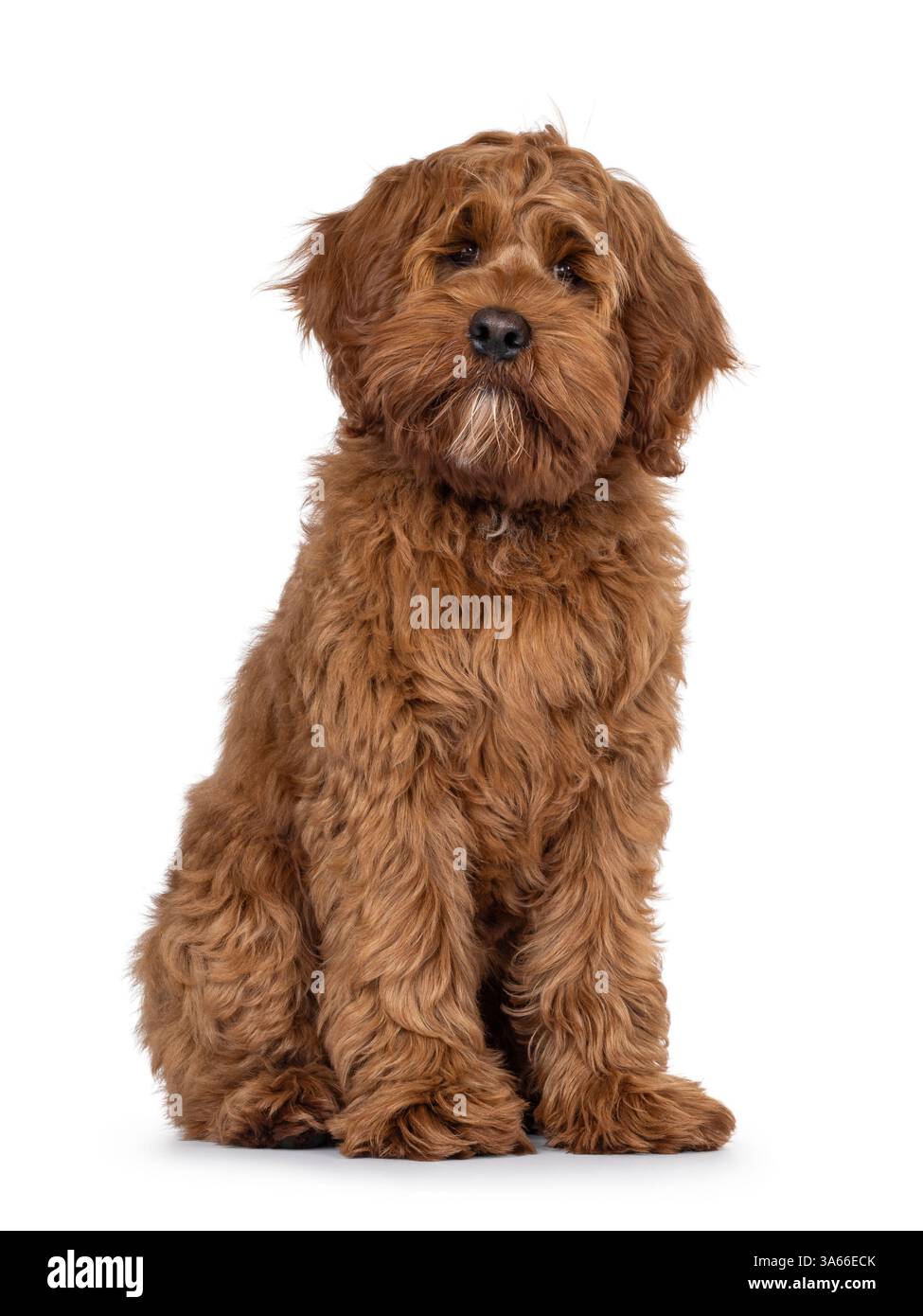 Cobber dog Cut Out Stock Images & Pictures - Alamy