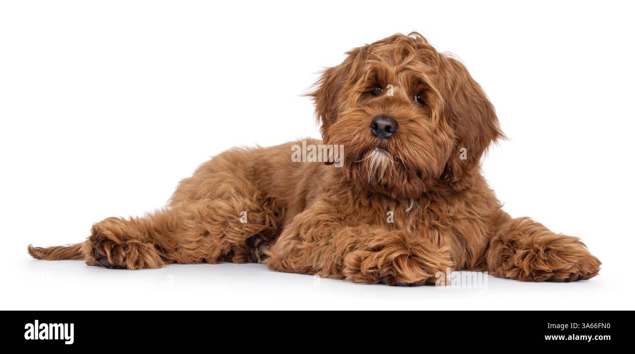 Friendly Labradoodle dog puppy, laying down side ways Looking straight ...
