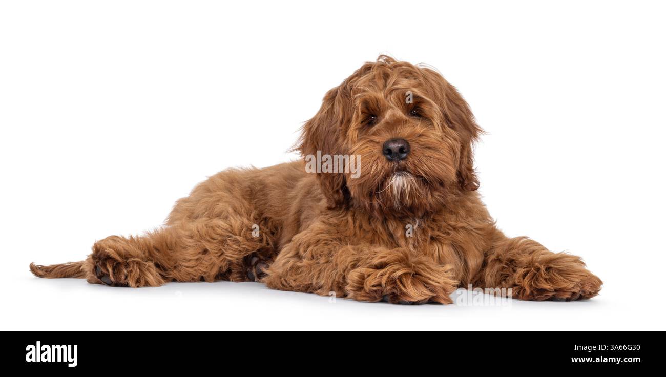 Cobber dog Cut Out Stock Images & Pictures - Alamy