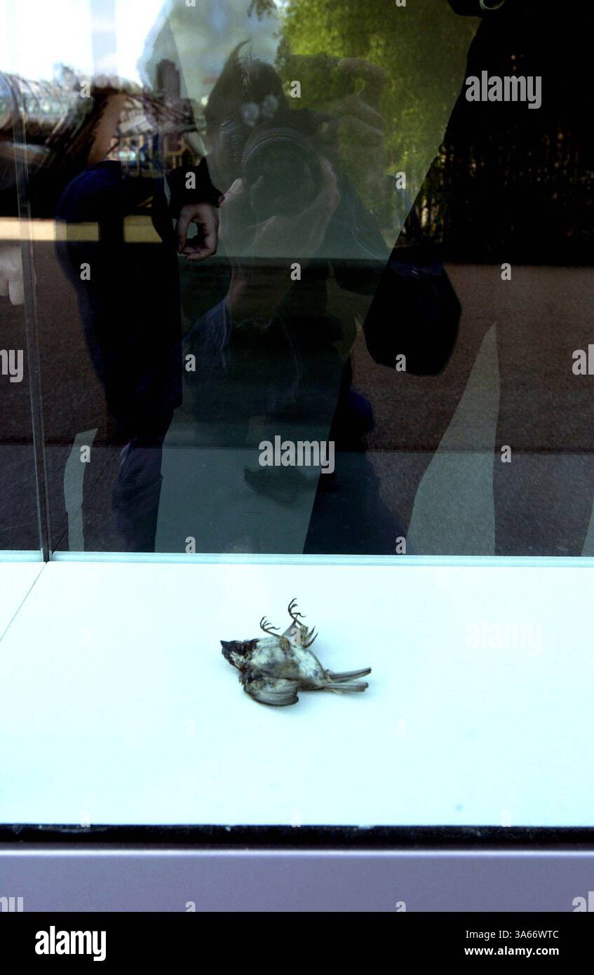 May 13, 2004 - London, Great Britain - 000757..THE DYING SPARROW, THE ...