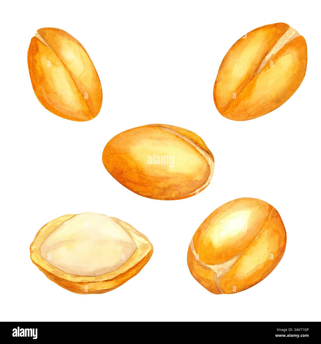 Watercolor illustration of split argan nuts with golden outer shells ...