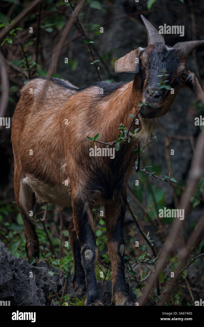 Portrait of a mountain goat eating at Hang Mua Mountain, ninh binh ...