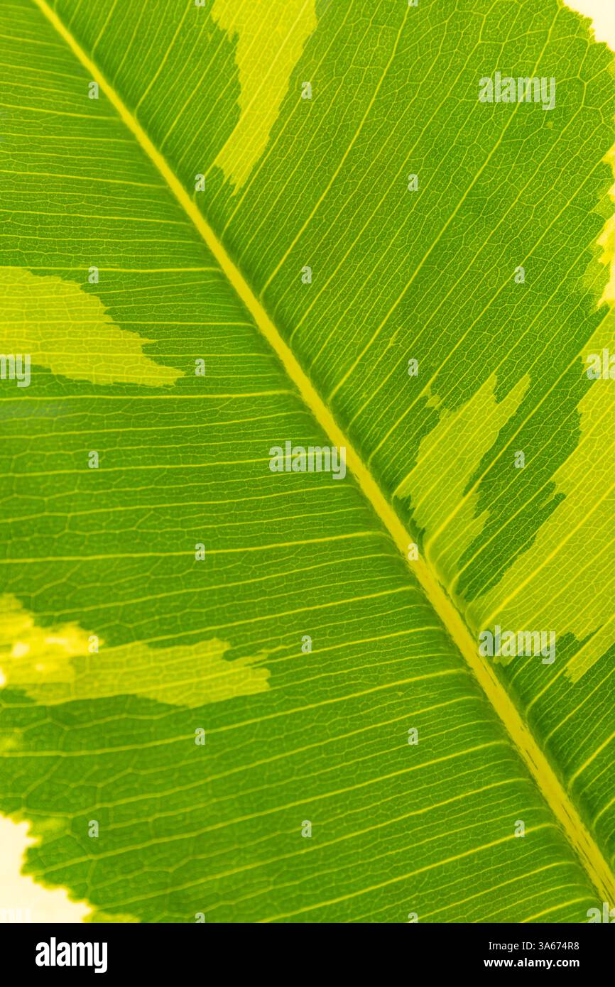 Ficus elastica Tineke plant variegated leave close up Stock Photo - Alamy