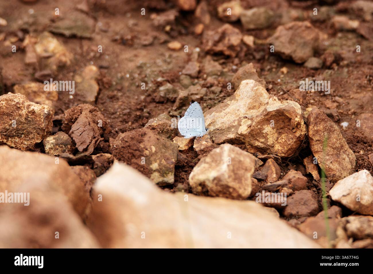a single Holly Blue (Celastrina argiolus) butterfly sucking minerals ...