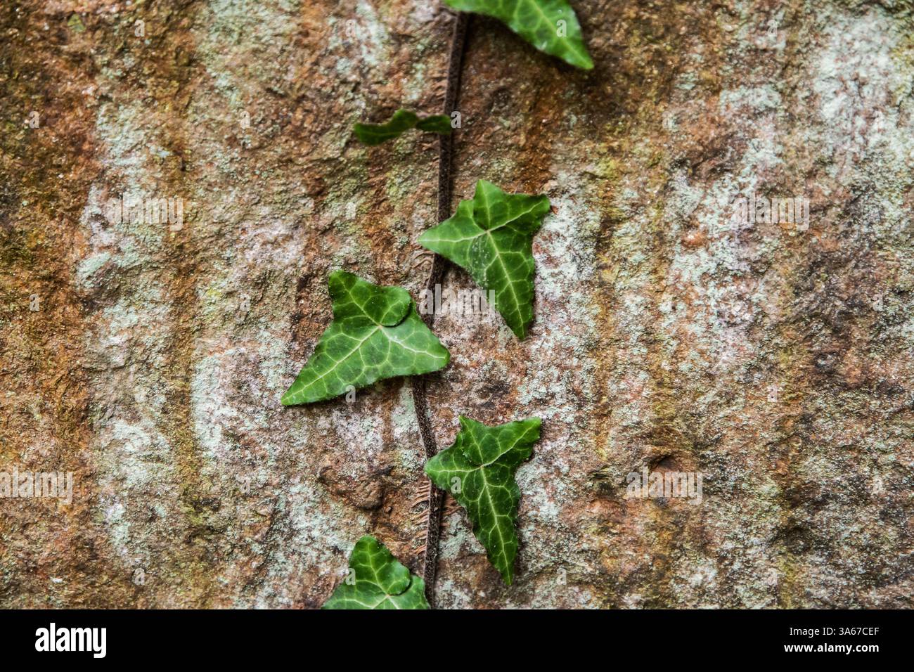 Green ivy creeping on mountain rock stone surface closeup as natural ...