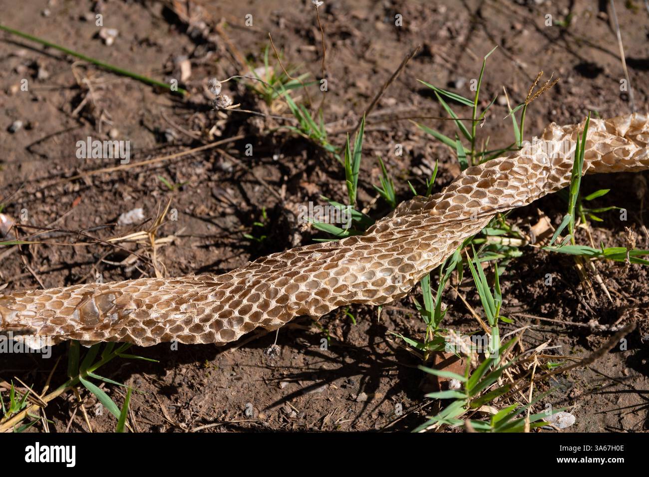 Shed snake skin in a natural environment Stock Photo - Alamy