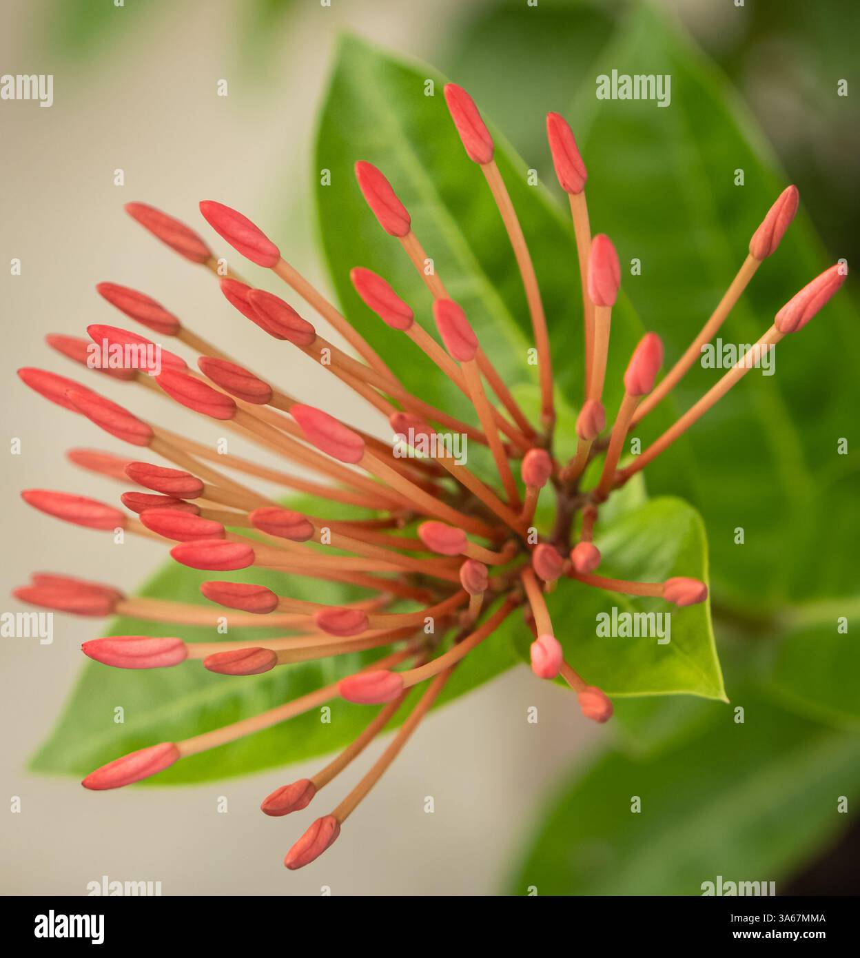 Red Ixora flowers, also known as Jungle Geranium or Chinese Ixora ...