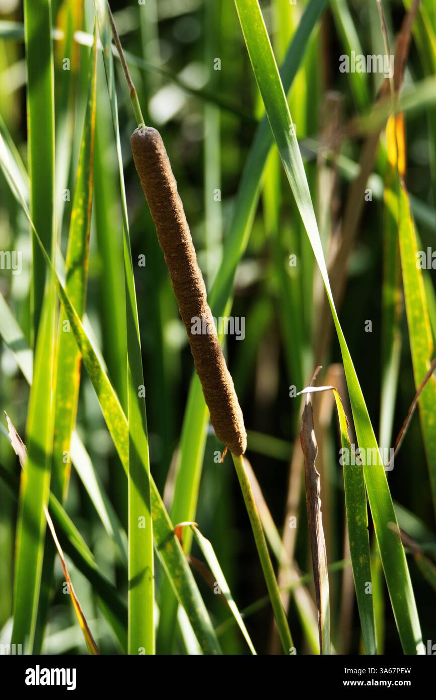 Broadleaf cattail (Typha latifolia) plants with seed head growing in ...