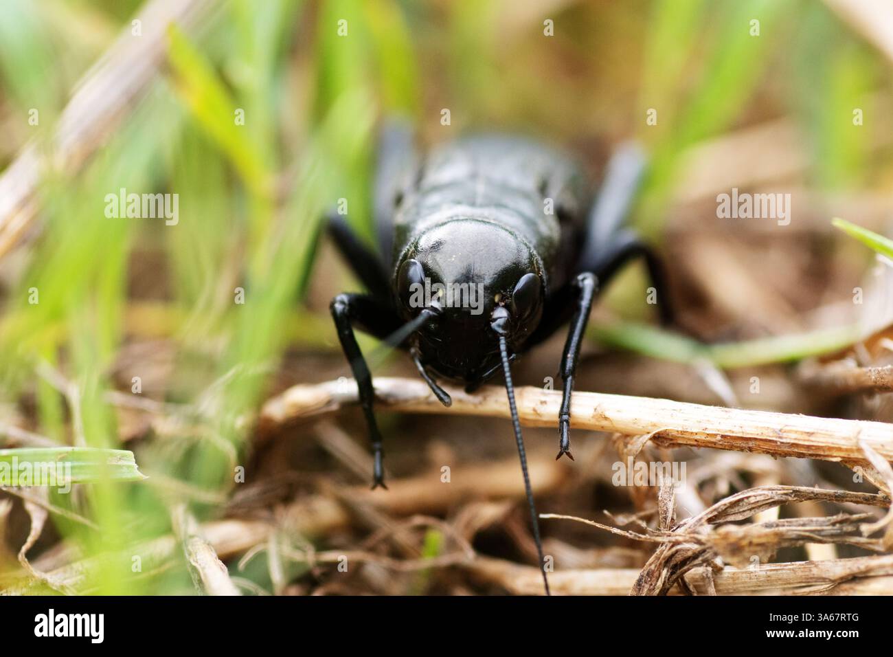 close up of a single Mole Cricket (family Gryllotalpidae) walking in ...