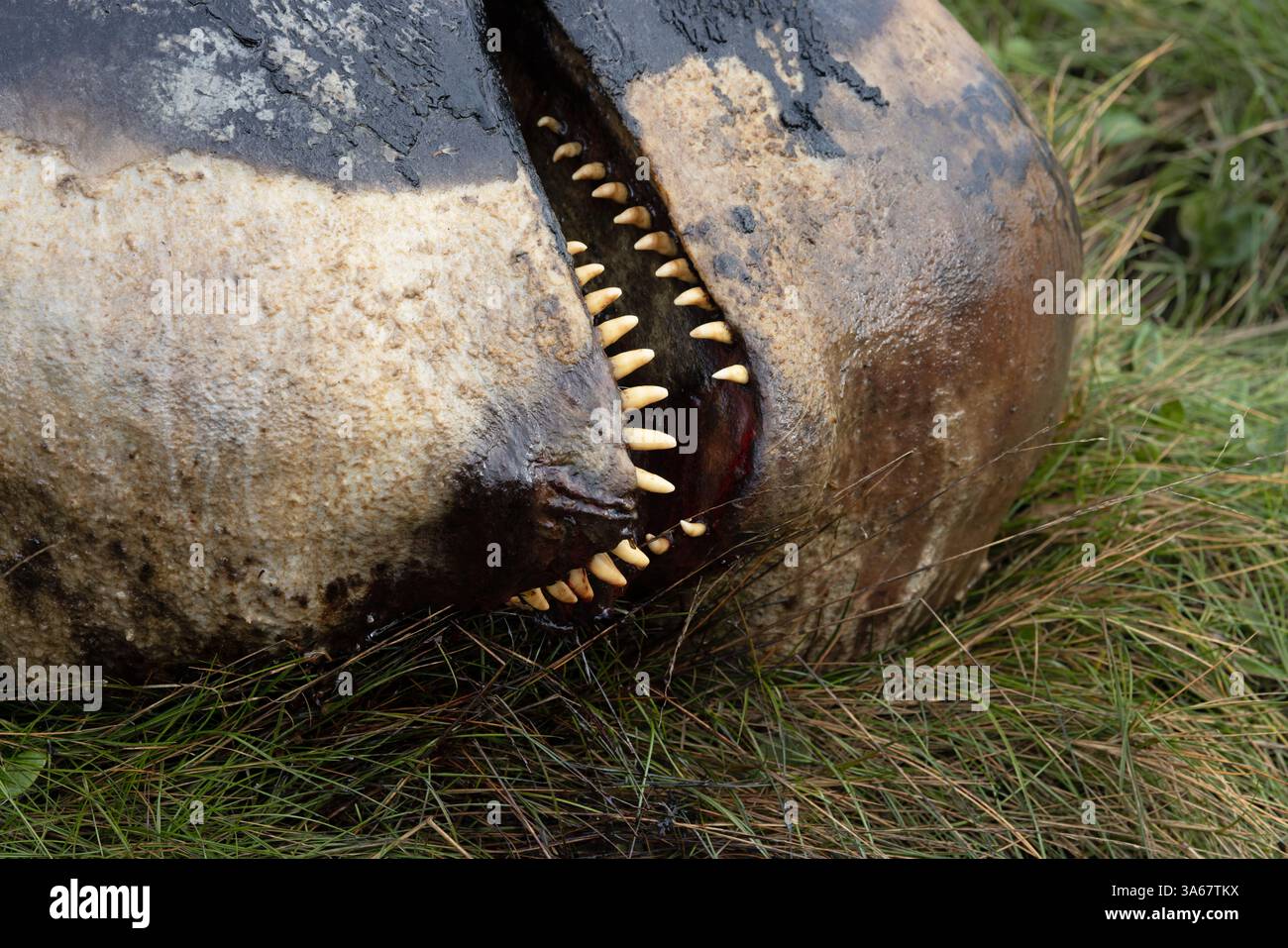 Long-finned Pilot Whale aka Pothead Whale (Globicephala melas) dead ...