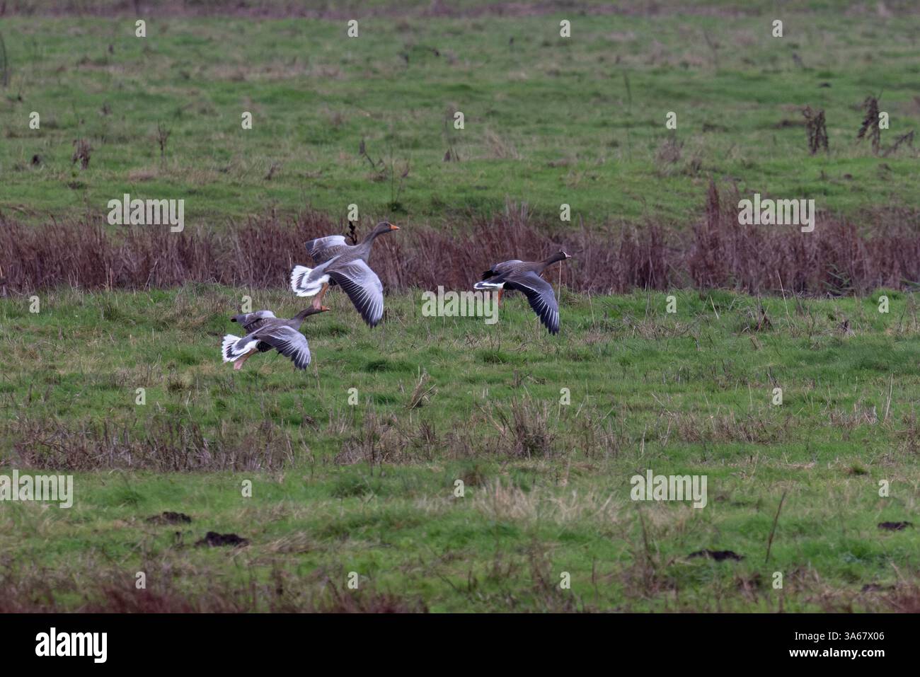 Lesser White-fronted Goose (Anser erythropus) coming into land with ...
