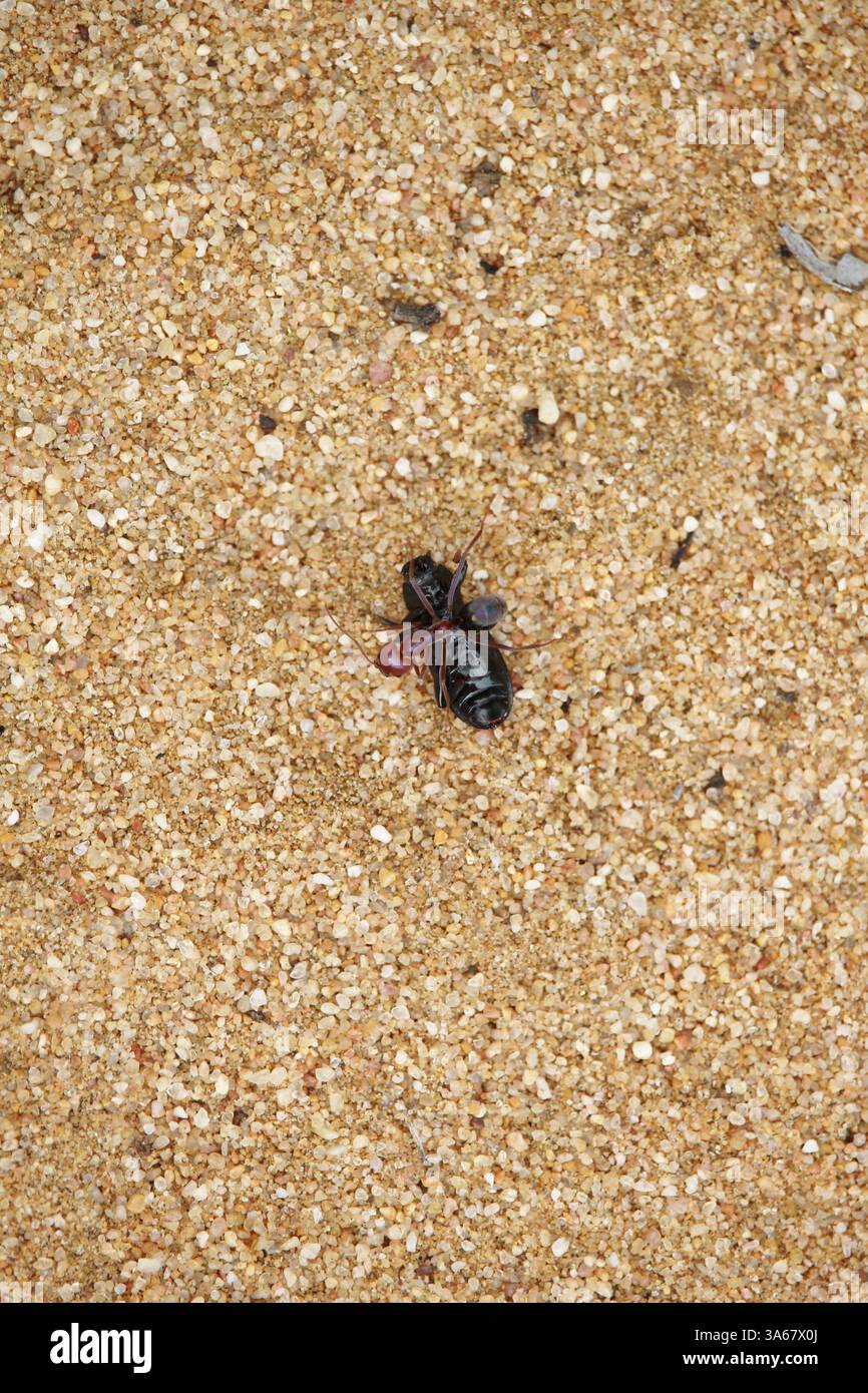 Meat Ant (Iridomyrmex purpureus) dragging beetle to nest, South ...