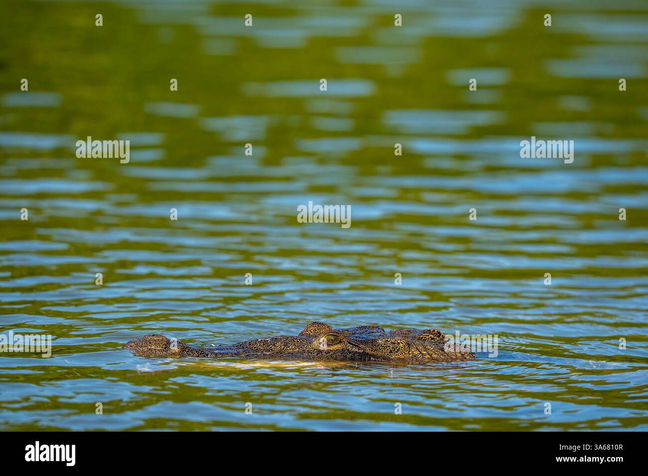 A lone crocodile glides through the green waters of the Yucatan ...