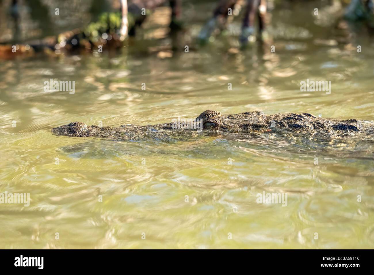 A lone crocodile glides through the green waters of the Yucatan ...