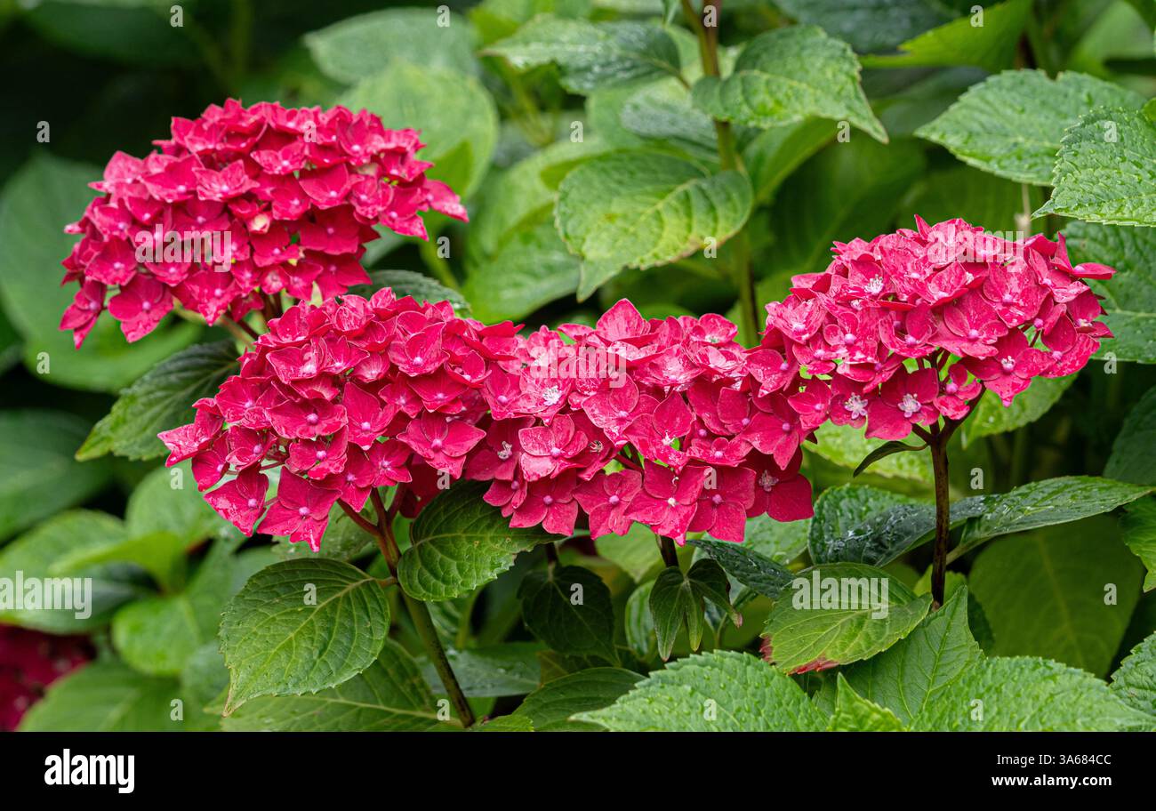 Dark pink flowers of Hydrangea macrophylla 'Ab Green Shadow' growing in ...