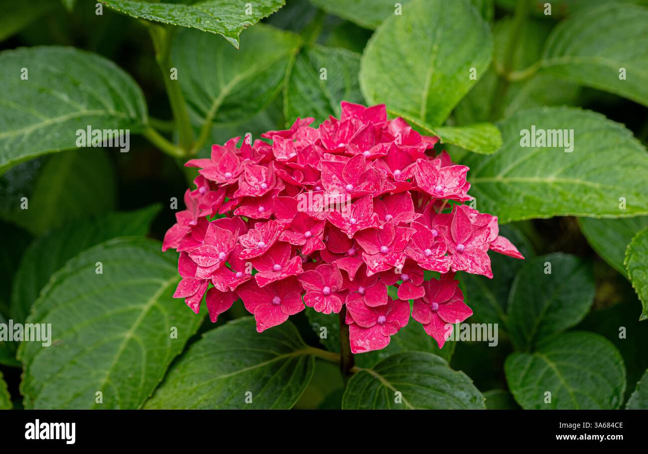 Hydrangea macrophylla green shadow hi-res stock photography and images ...