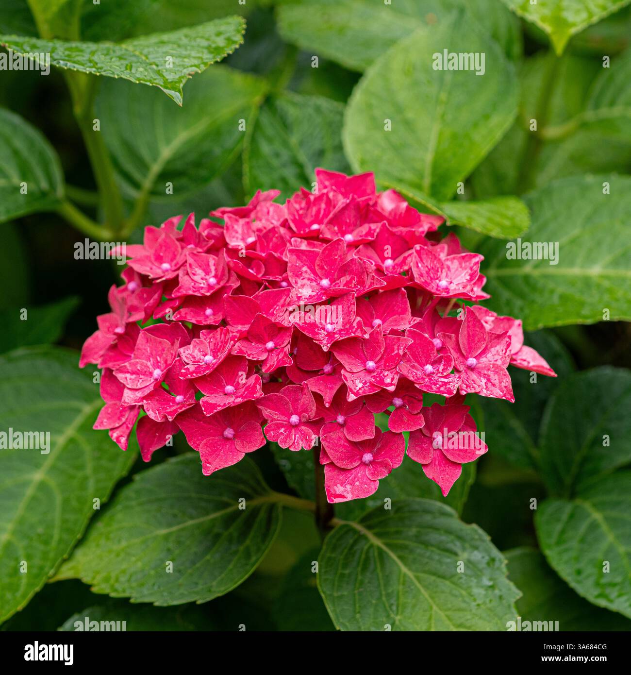 Dark pink flowers of Hydrangea macrophylla 'Ab Green Shadow' growing in ...