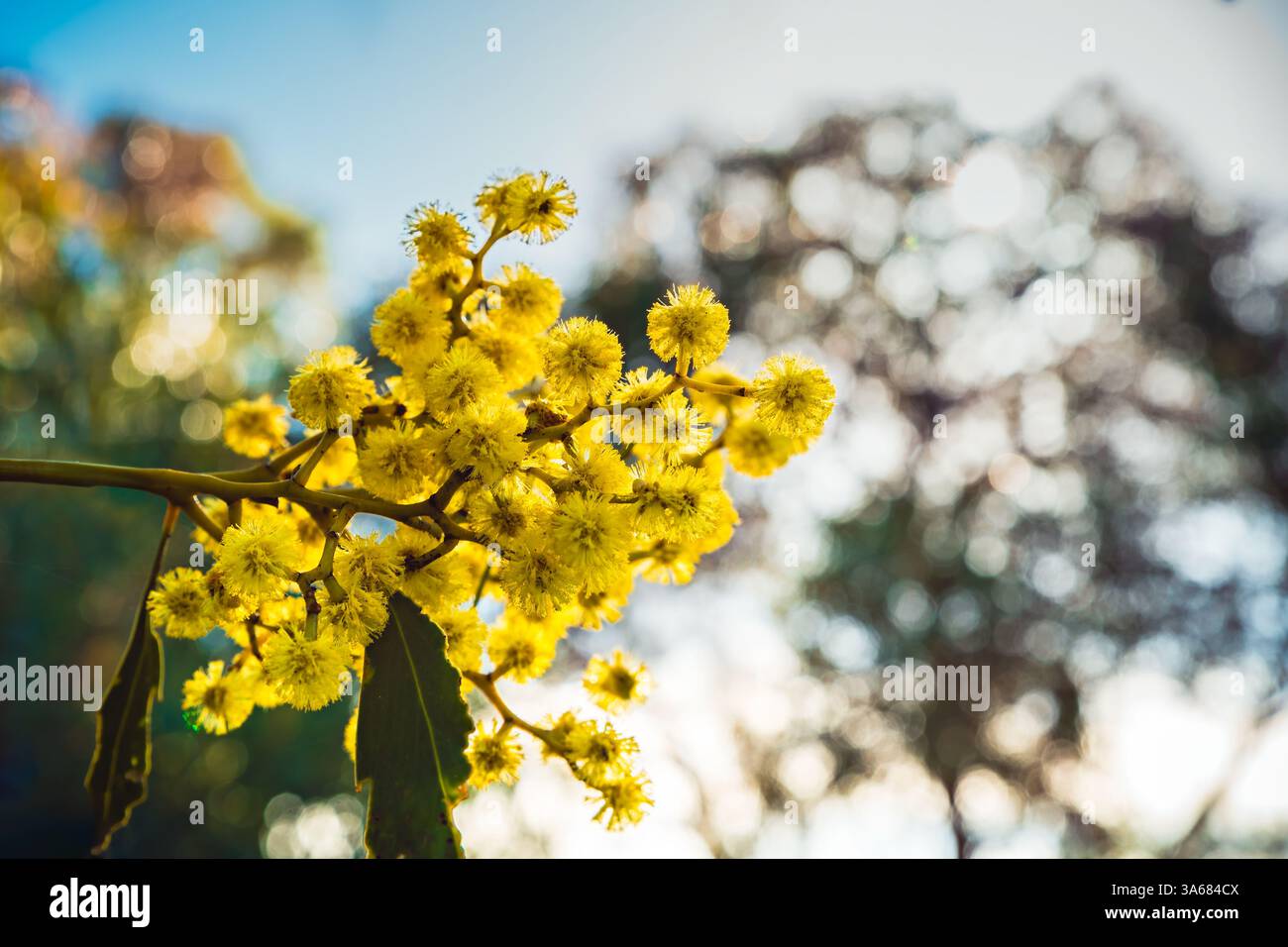 Golden Wattle tree (Acacia pycnantha) blooming during late winter ...