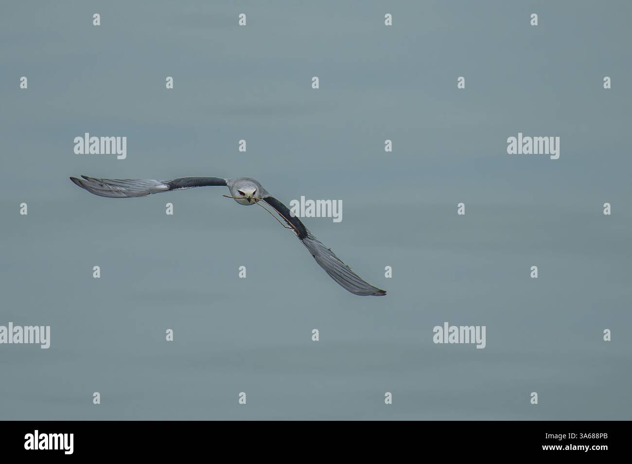 Black-winged kite male in flight with nest material in the beak Stock ...