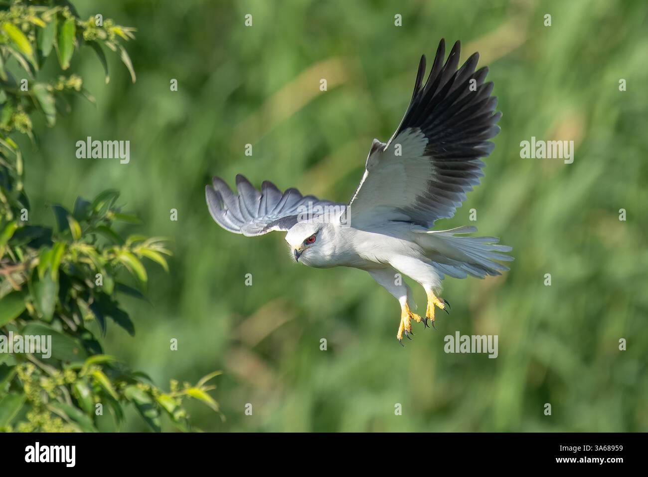 Black-winged kite in flight on a green background Stock Photo - Alamy