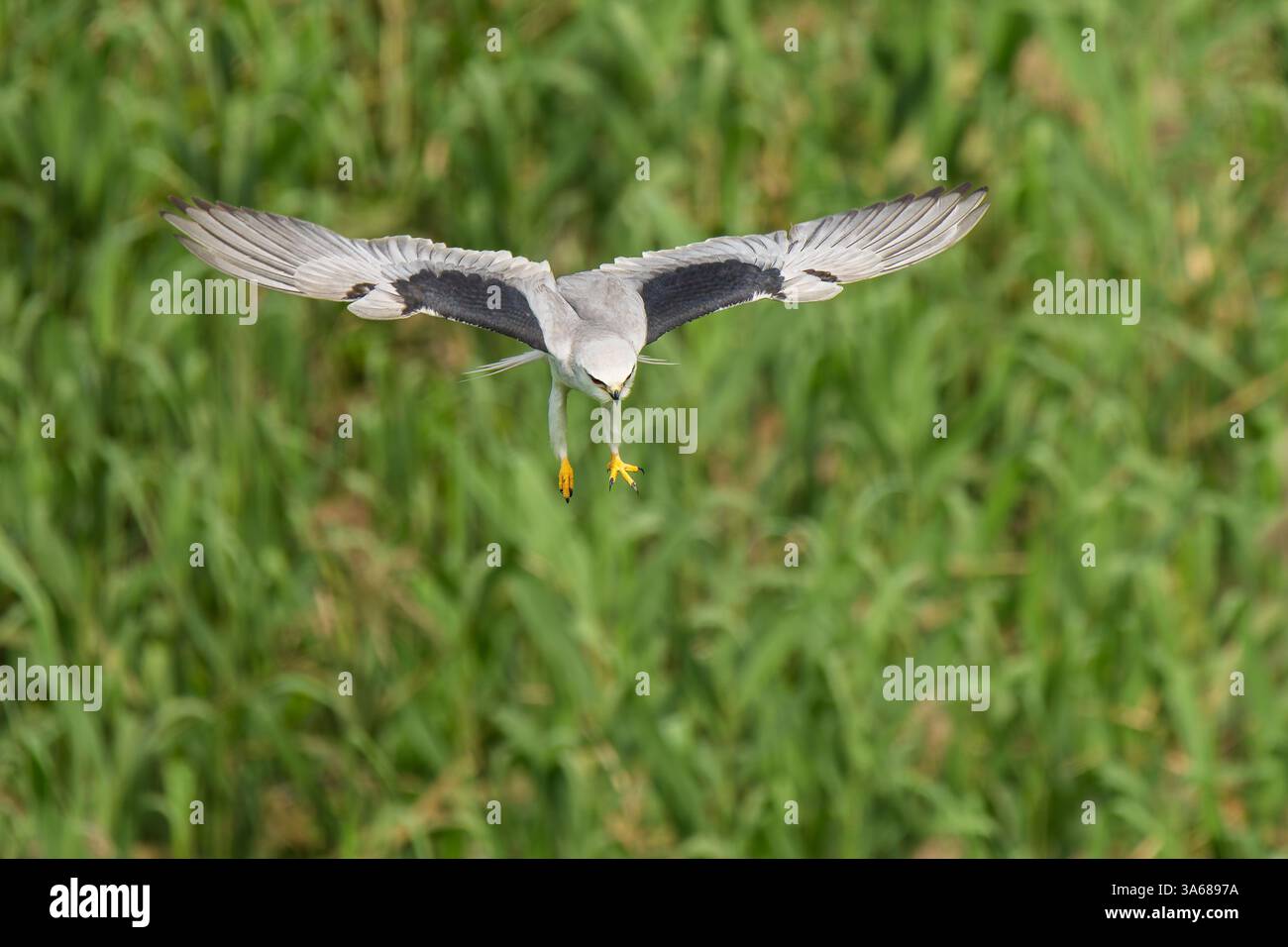 Black-winged kite male in flight with open wings Stock Photo - Alamy