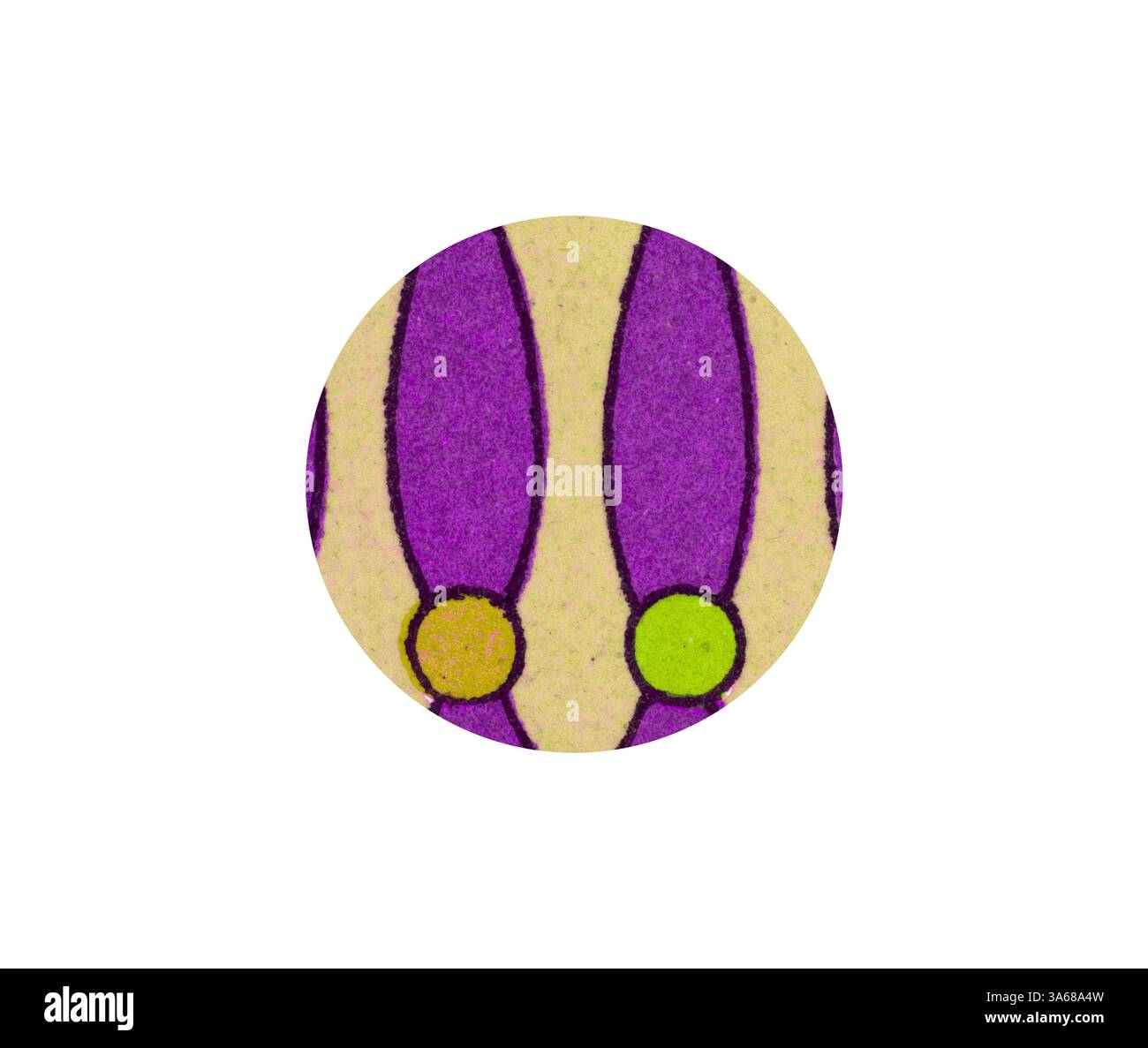 Elongated base Cut Out Stock Images & Pictures - Alamy