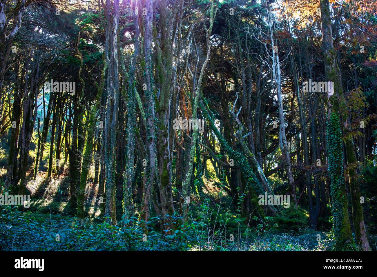 Moody forest path with green trees, perfect for walking, travel, and ...